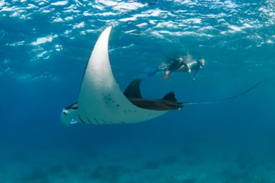 jumping manta ray