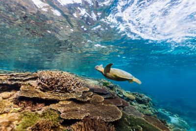 A Guide to Turtle Sands, Mon Repos | Queensland