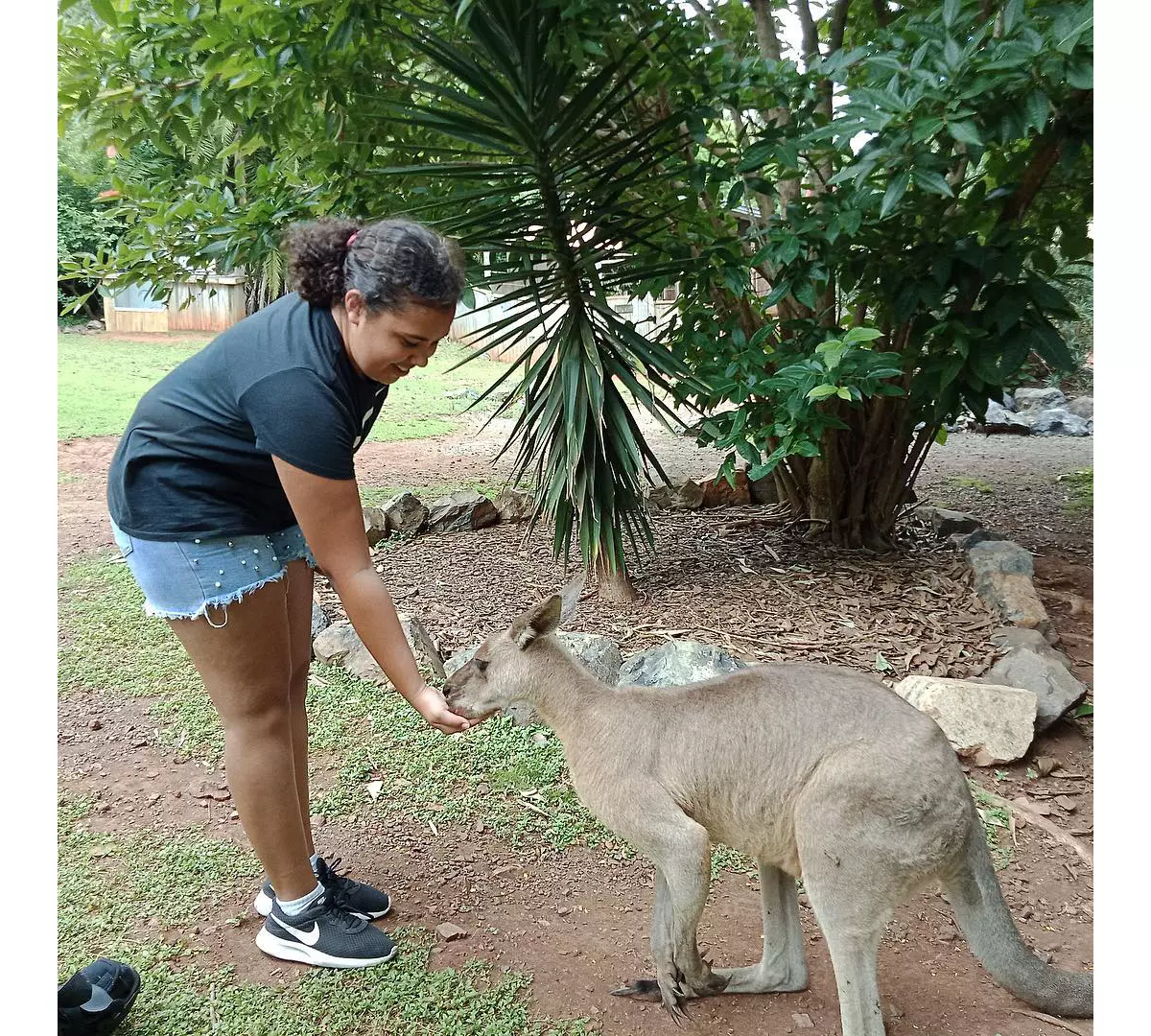 Wild Side: Queensland's Australian Animals Encyclopedia | Queensland