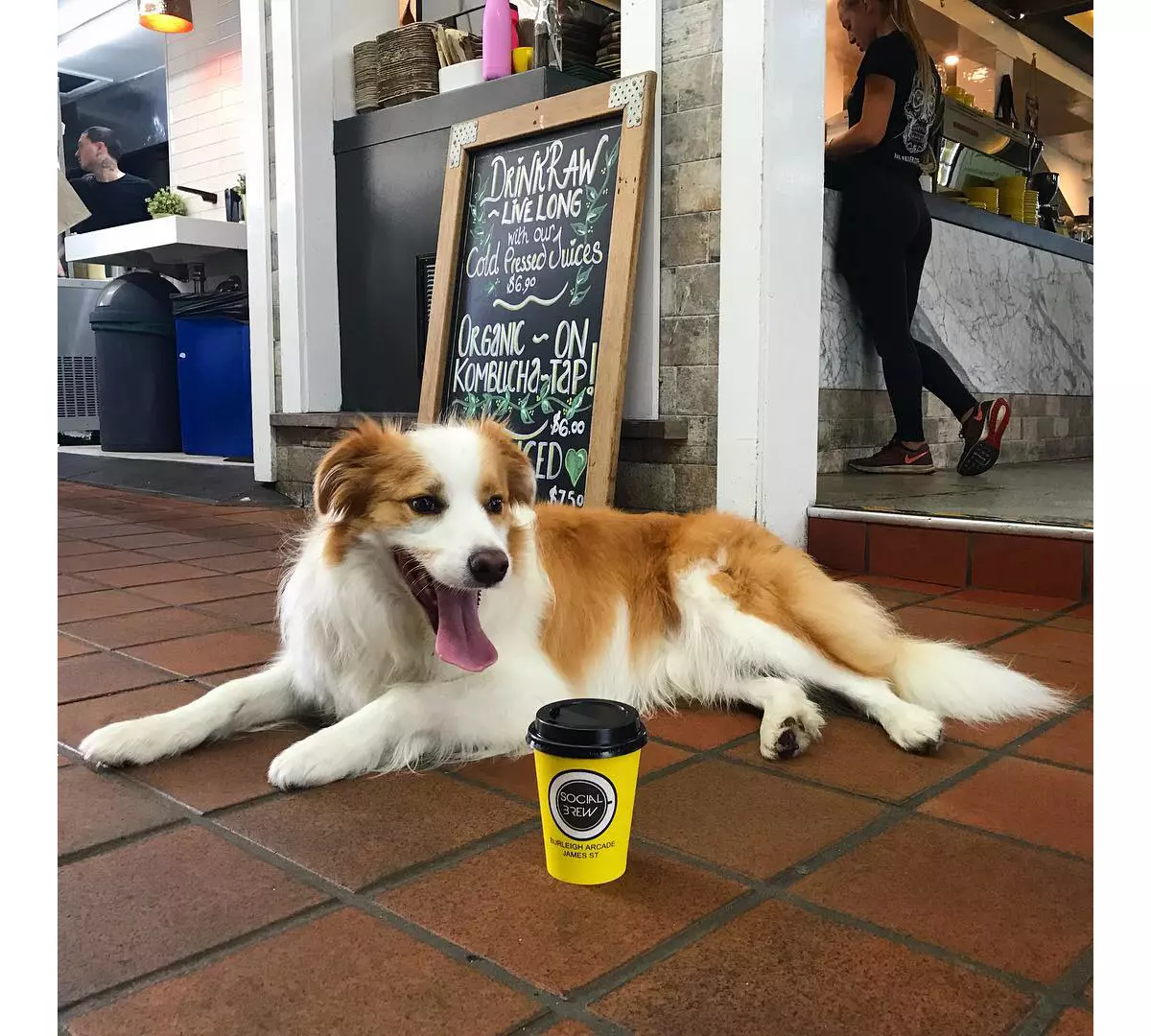The Best Dog-friendly Cafes On The Gold Coast | Queensland