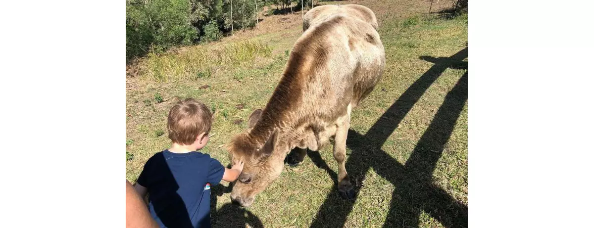 Best Queensland Farm Stays and Farm Cottages | Queensland