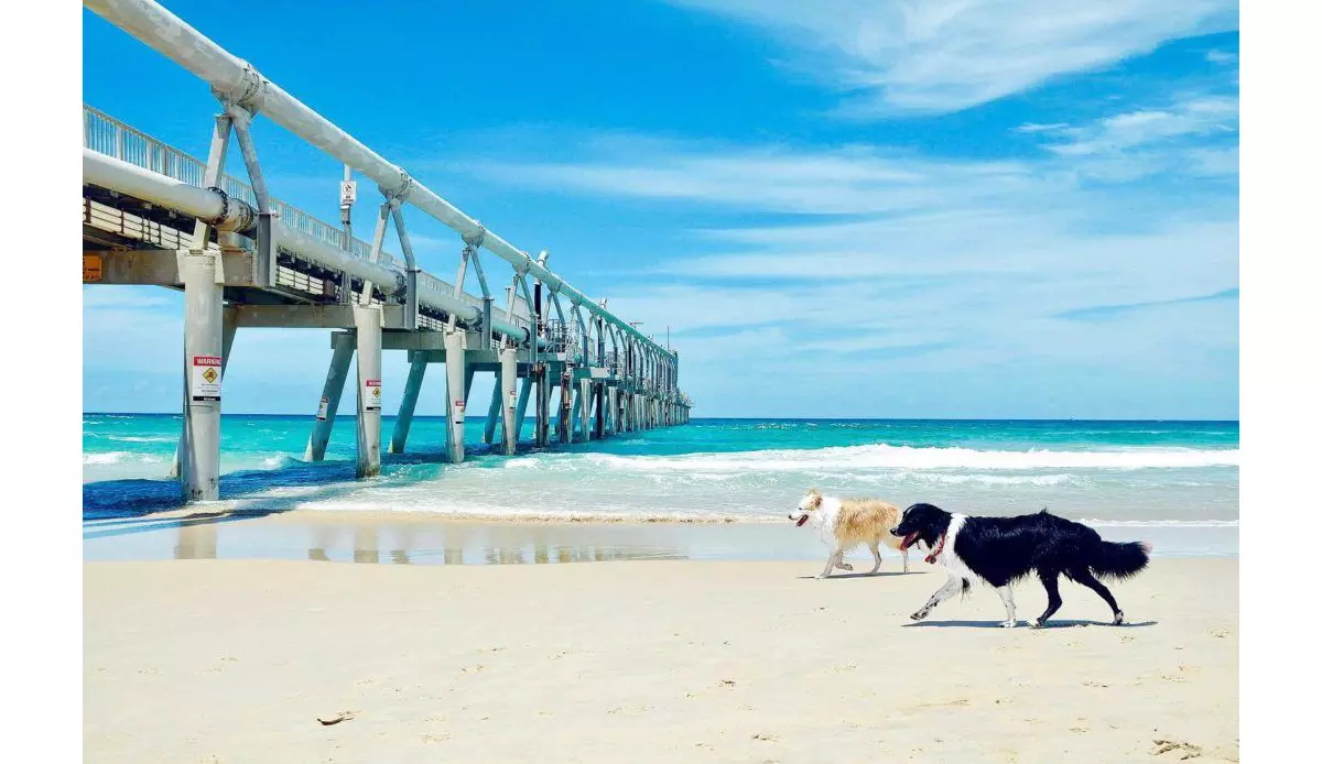 Queensland's Best Dog-Friendly Beaches | Queensland