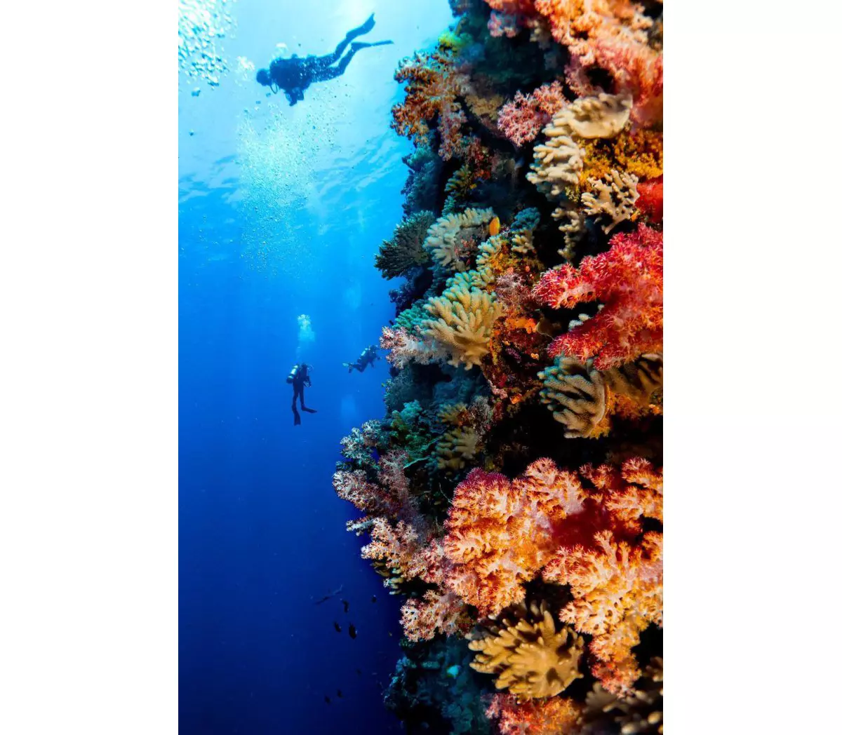 Queensland's Best Dive Sites - Diving and Snorkelling | Queensland
