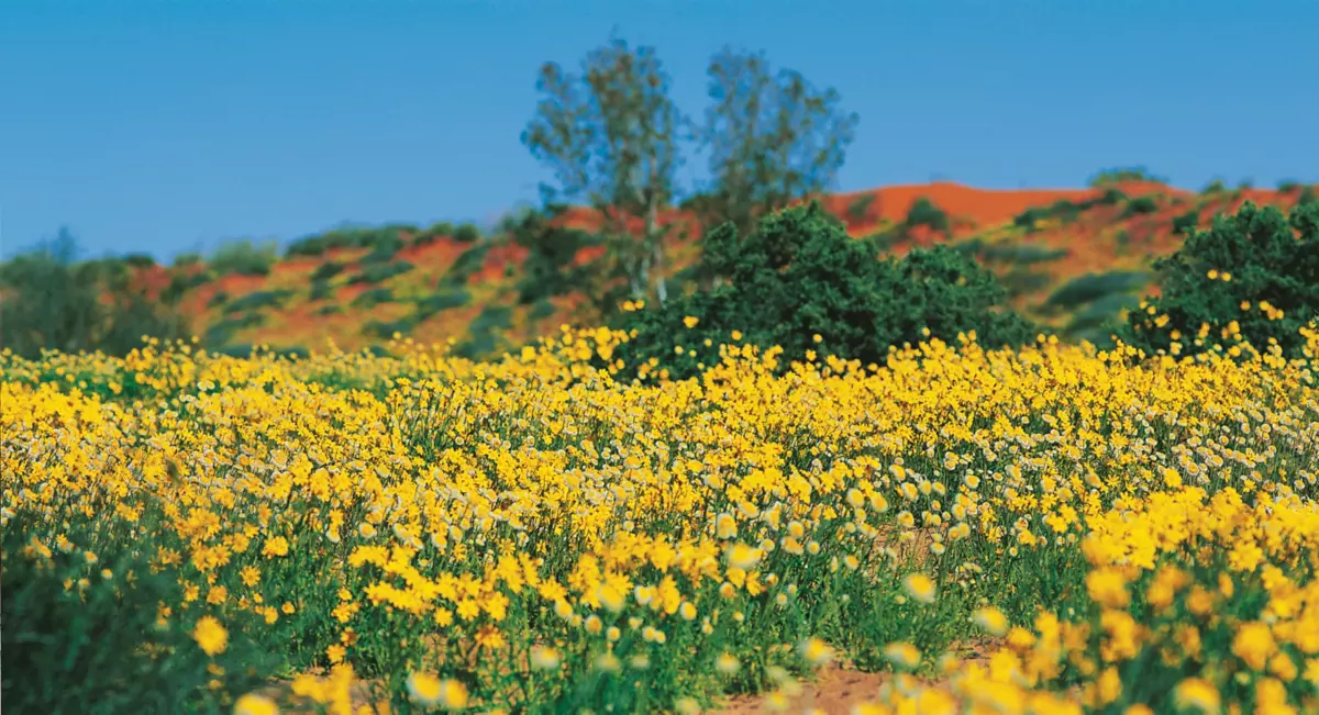 Where to See Wildflowers in Queensland - and When | Queensland