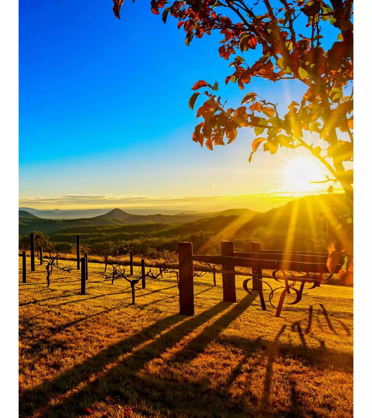 Why the Vine and Shine Trail is a Must-Do for Wine Lovers | Queensland