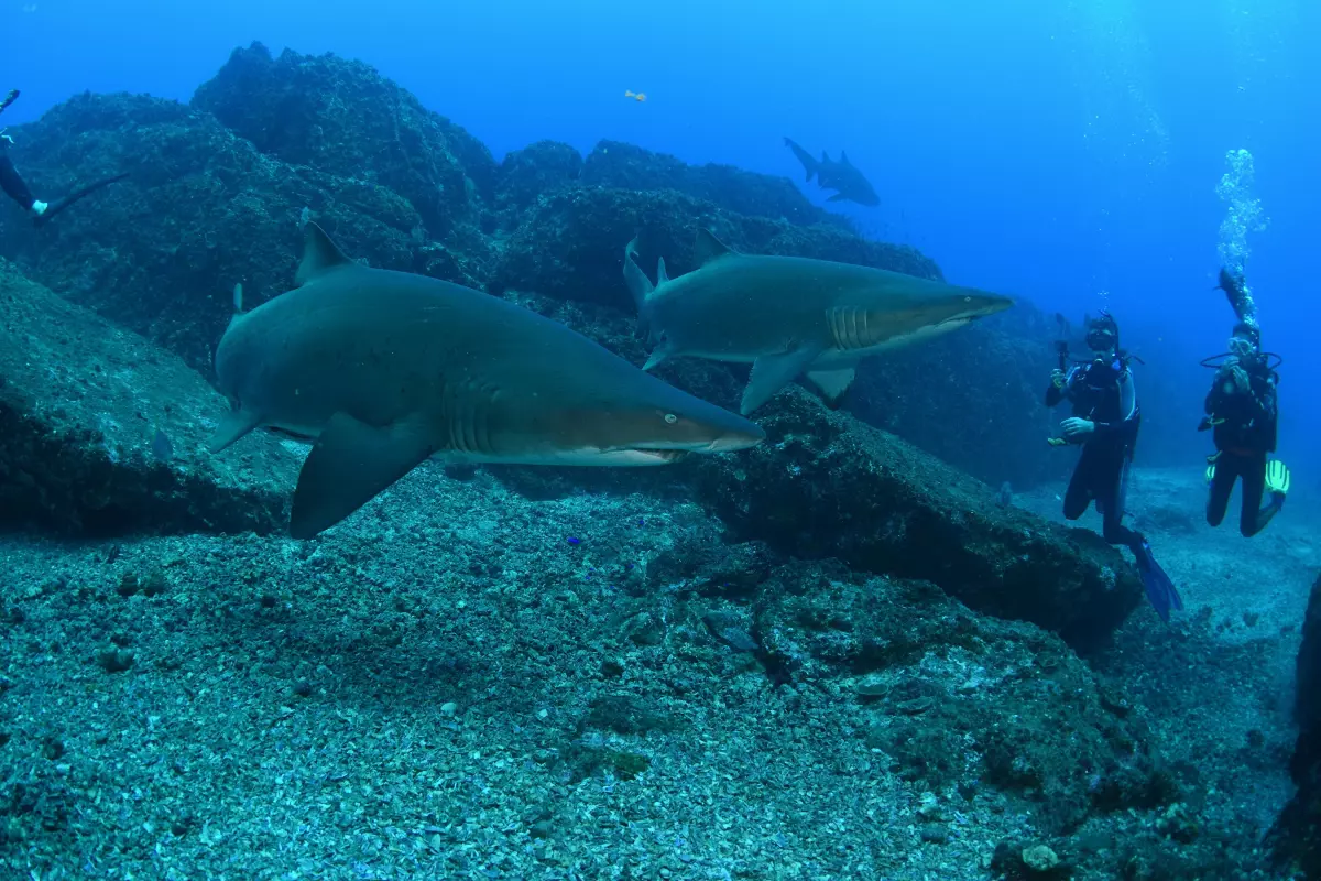 Where to See Wild Animals in Queensland | Queensland