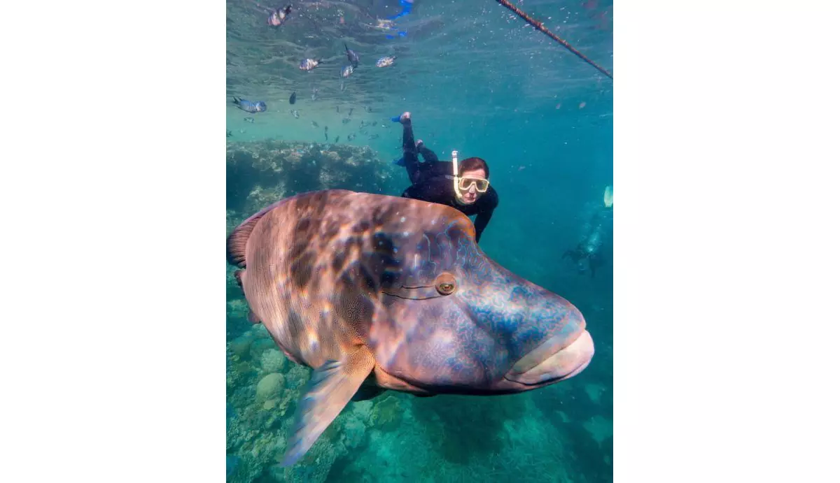 Experience Heart Reef On the Great Barrier Reef | Queensland