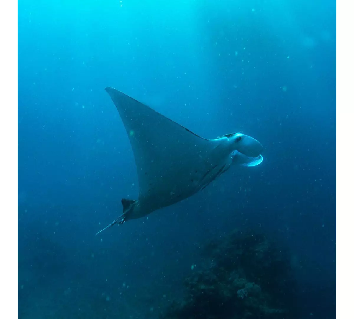 How to Swim With Manta Rays on the Great Barrier Reef | Queensland