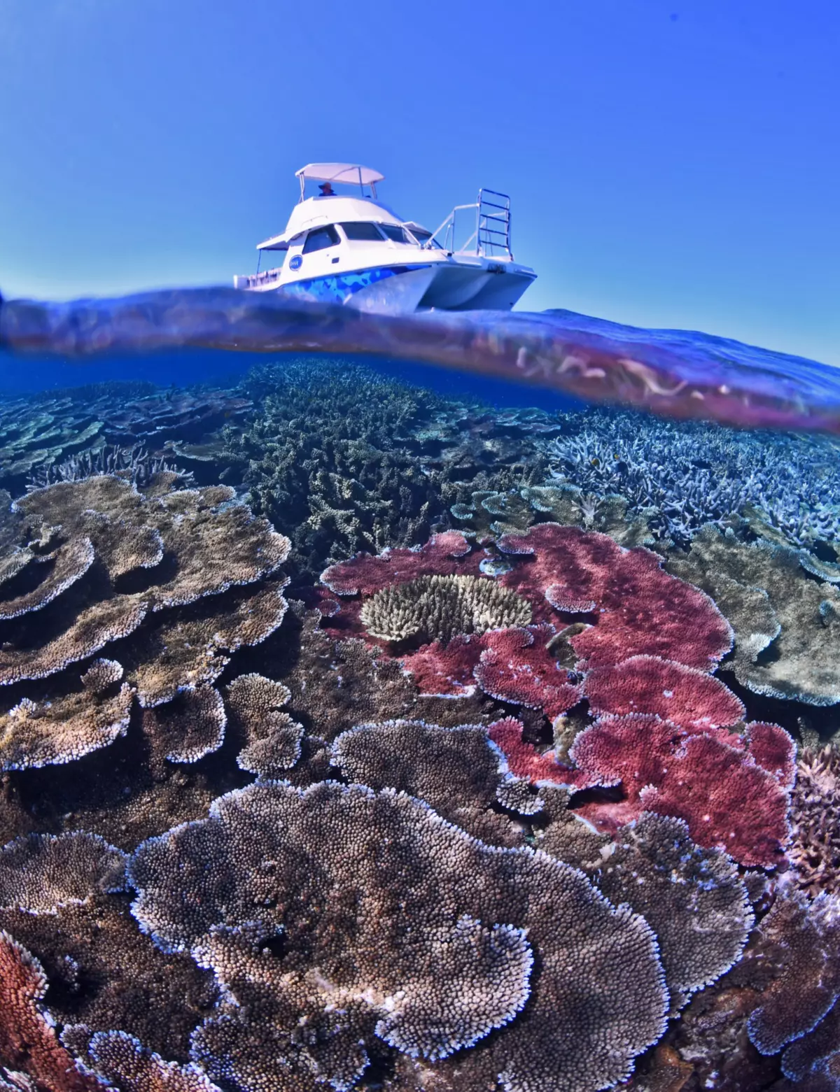 Island Hop With The Best Queensland Reef Day Trips | Queensland