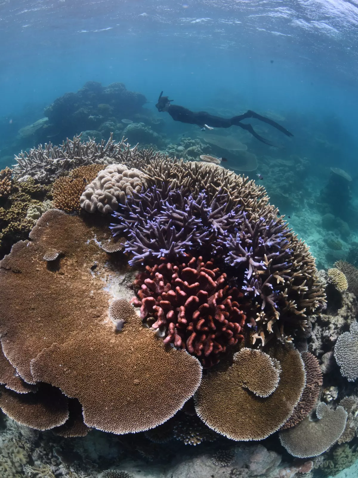 Island Hop With The Best Queensland Reef Day Trips | Queensland