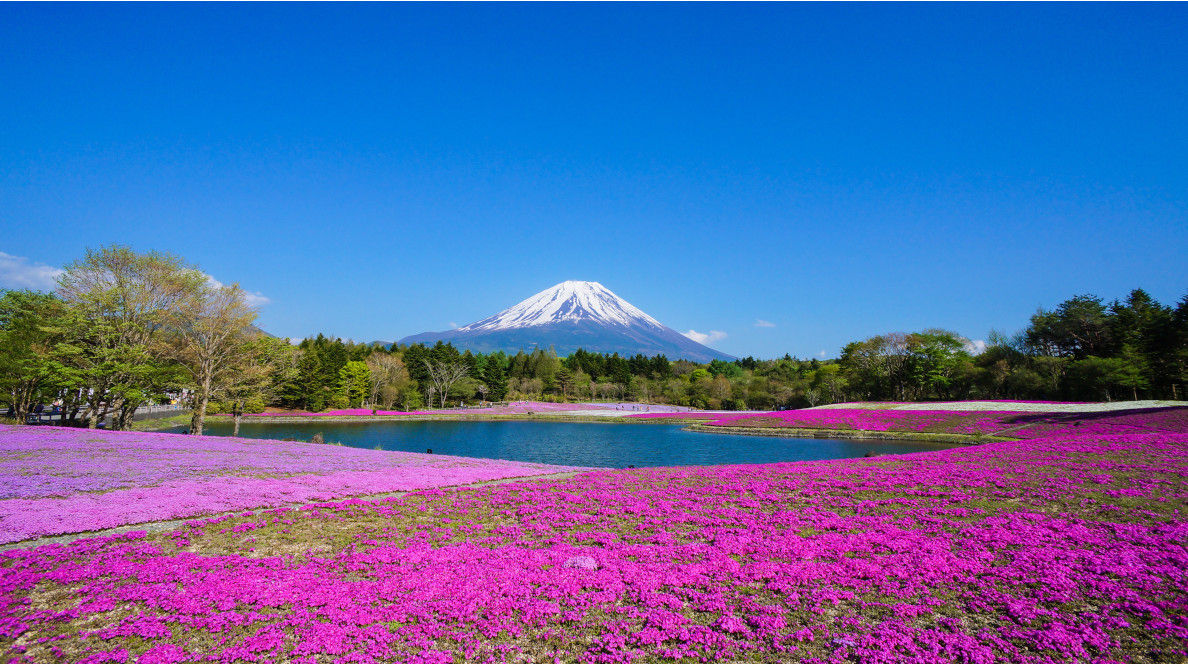 A Journey of Vibrant Spring Colors | Japan's Spring to Early Summer ...