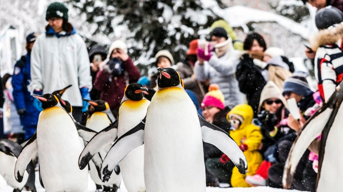 Sapporo 3D2N Package with Asahiyama Zoo + Icebreaker Ship 1-Day Experience
