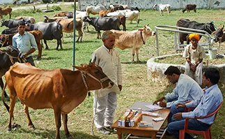 Supporting Livelihoods
