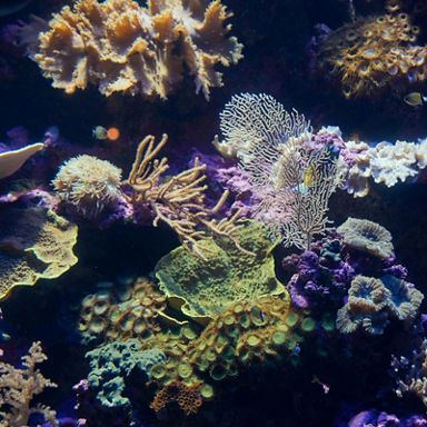 Plan Your Visit | Singapore Oceanarium