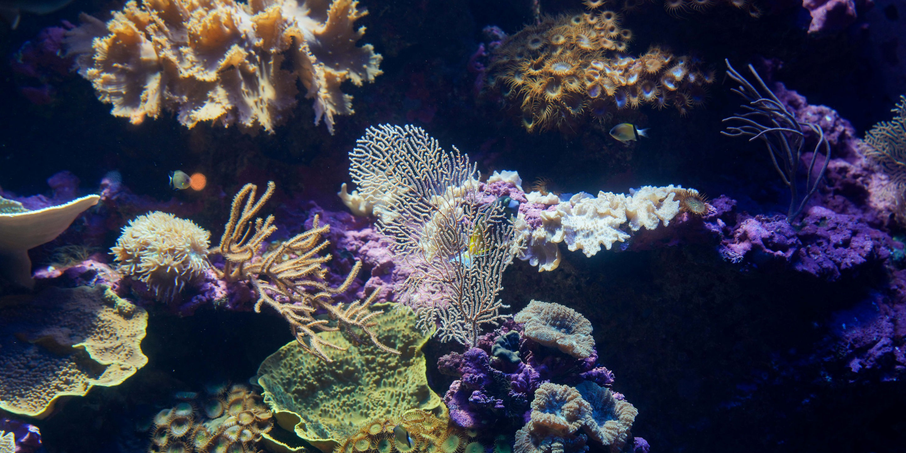 Animal Spotlight: Corals | Singapore Oceanarium
