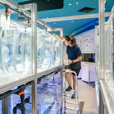 Opening Celebrations | Singapore Oceanarium