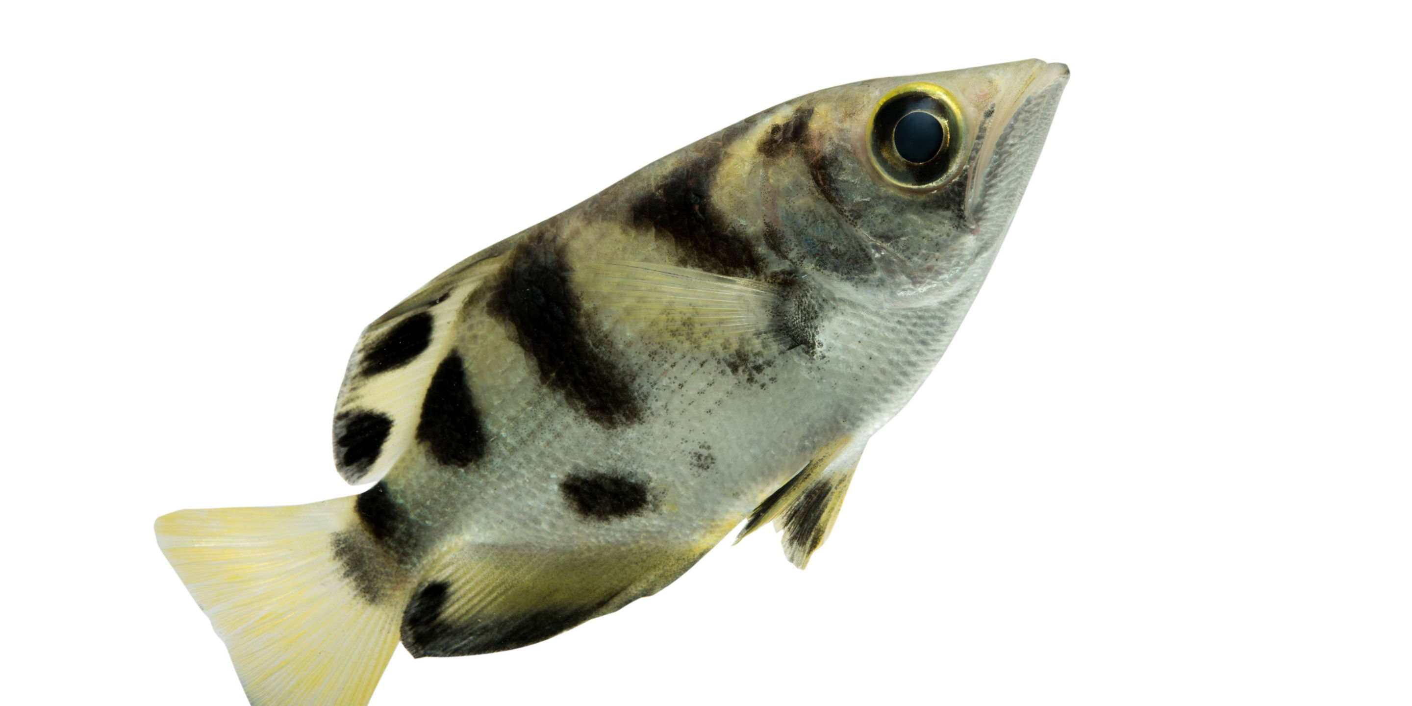 Archerfish | Singapore Oceanarium