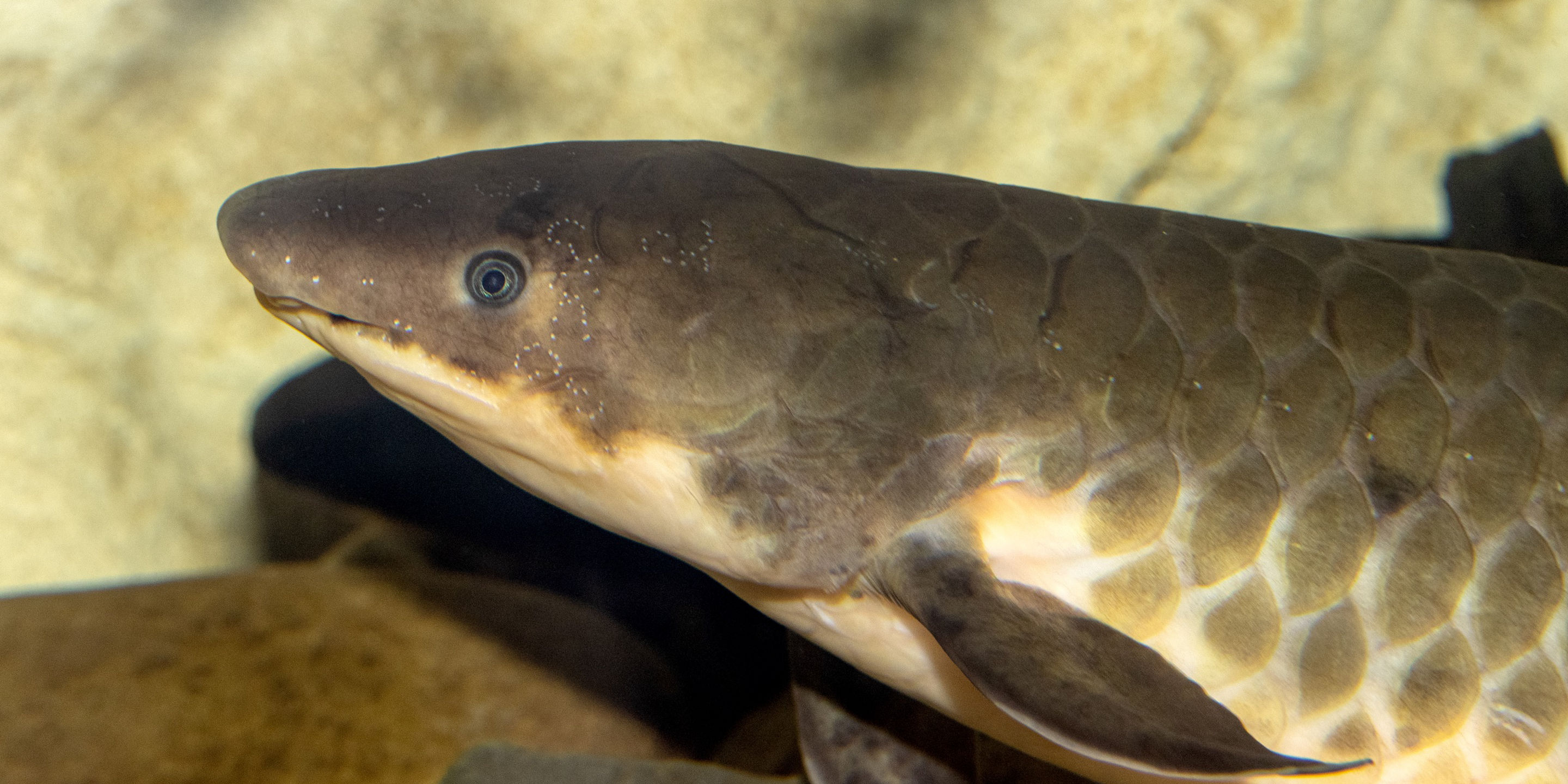 Australian Lungfish | Singapore Oceanarium