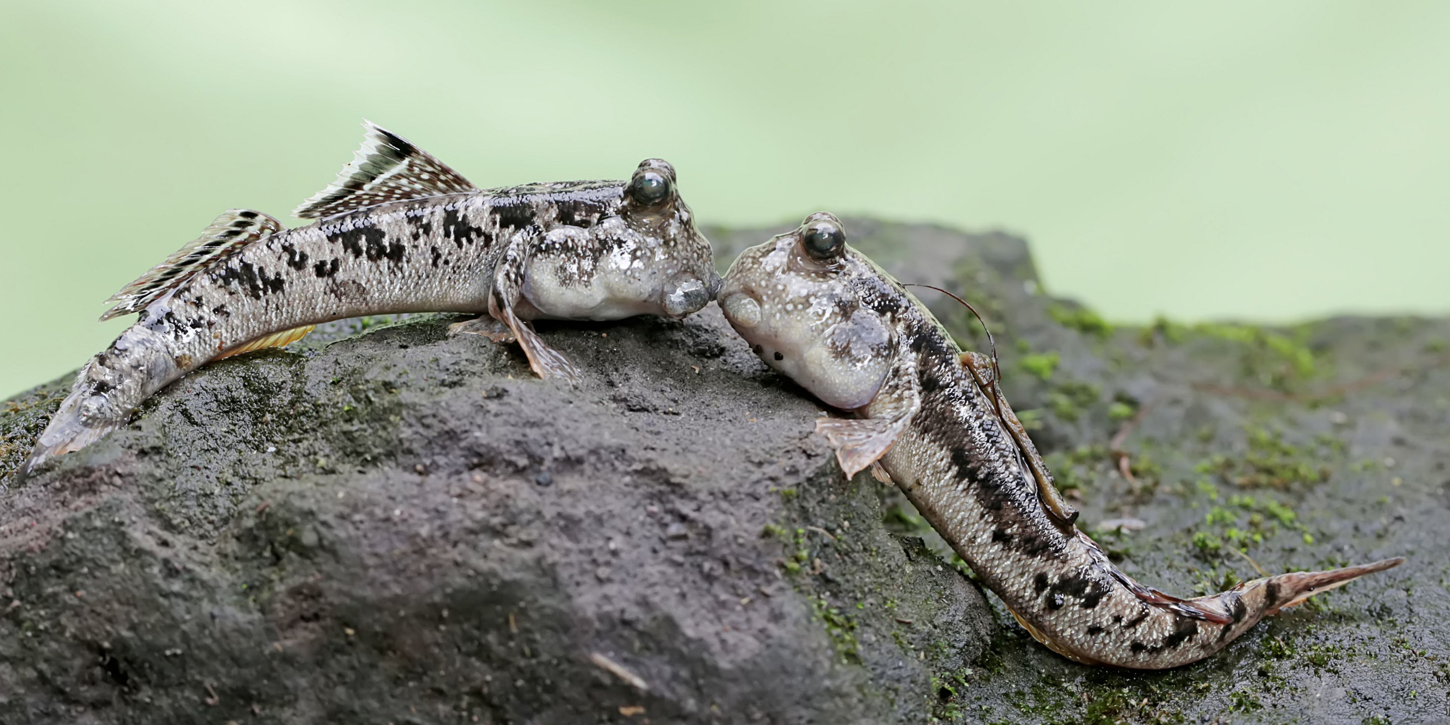 Barred Mudskipper | Singapore Oceanarium