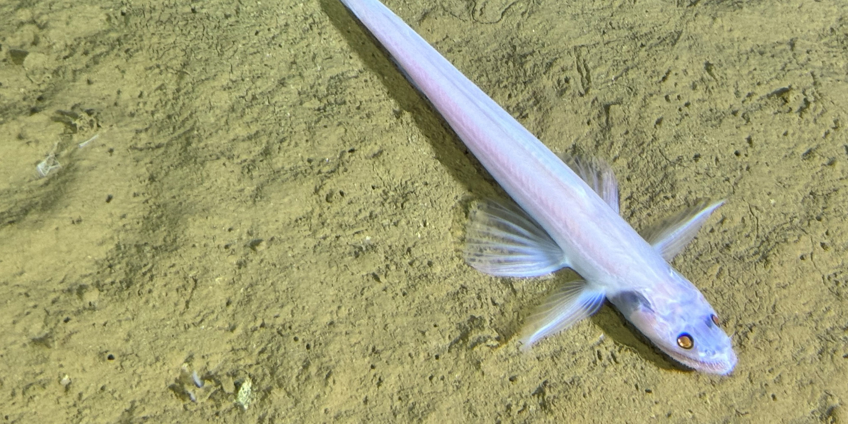 Deepsea Lizardfish | Singapore Oceanarium