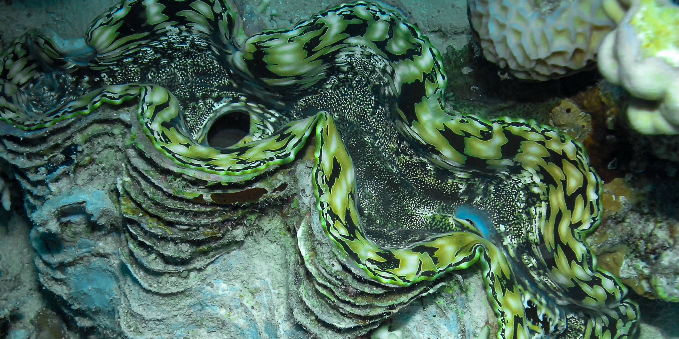 Fluted Giant Clam | Singapore Oceanarium