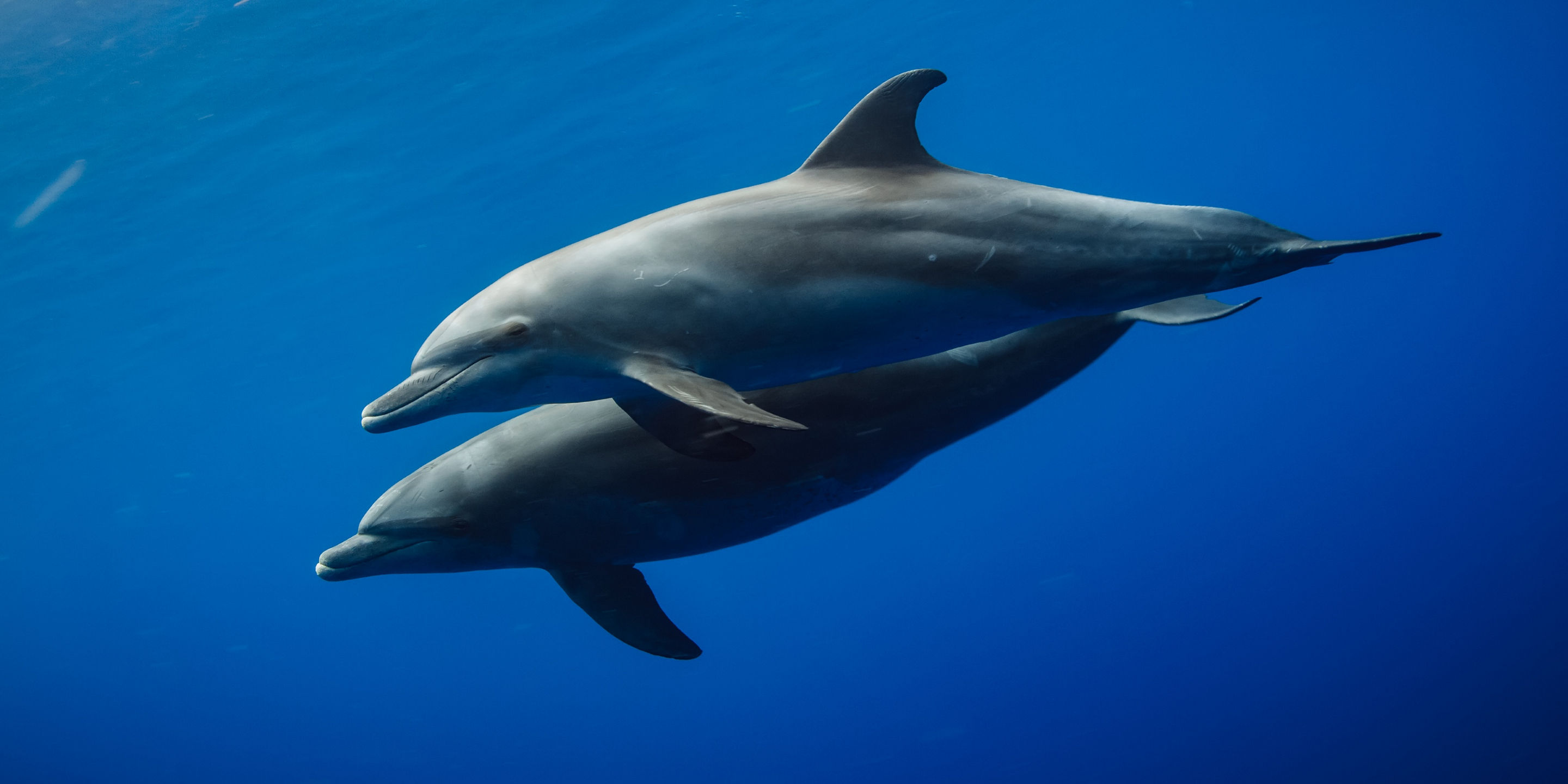 Indo-Pacific Bottlenose Dolphin | Singapore Oceanarium