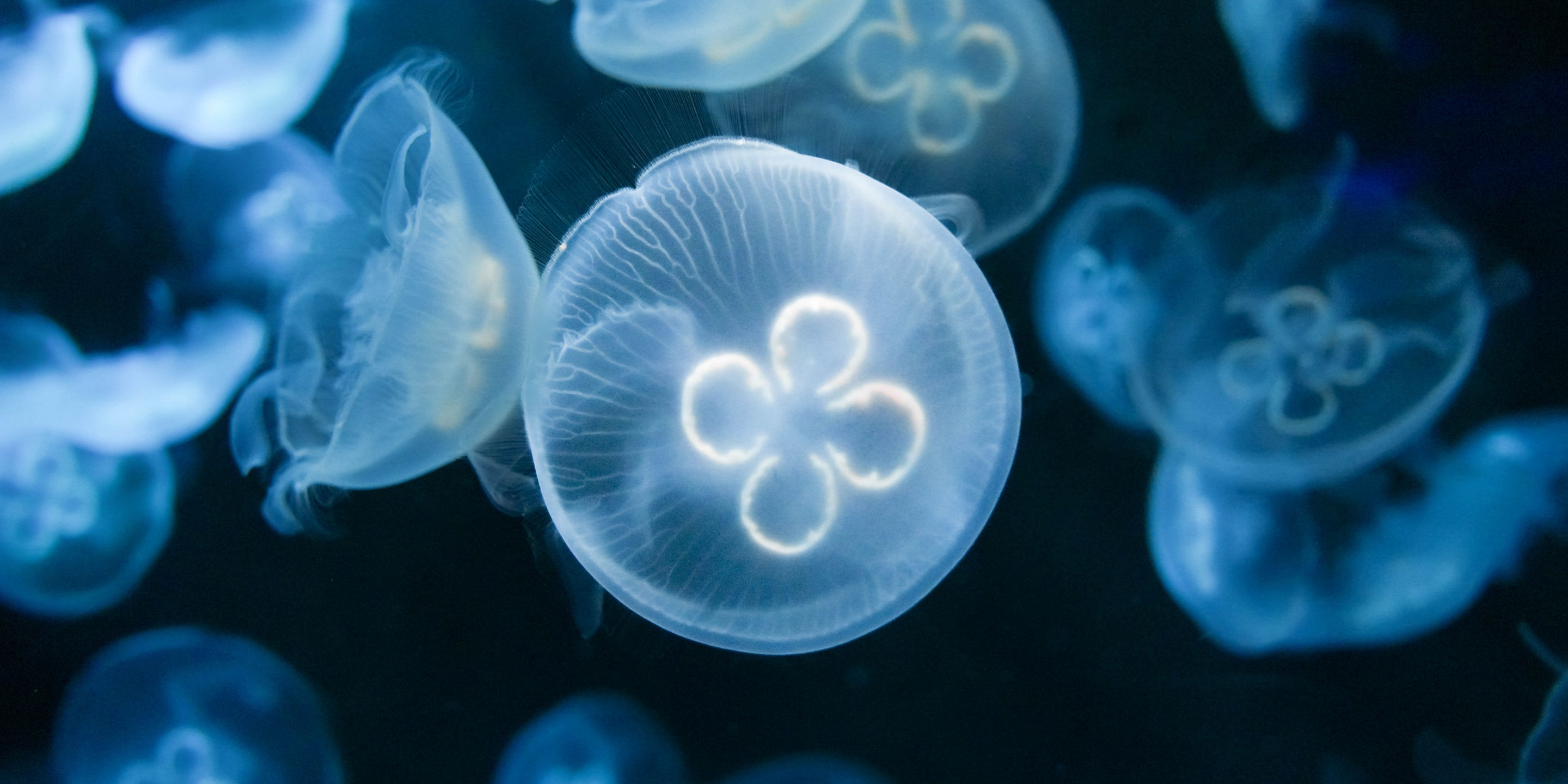 Moon Jelly | Singapore Oceanarium