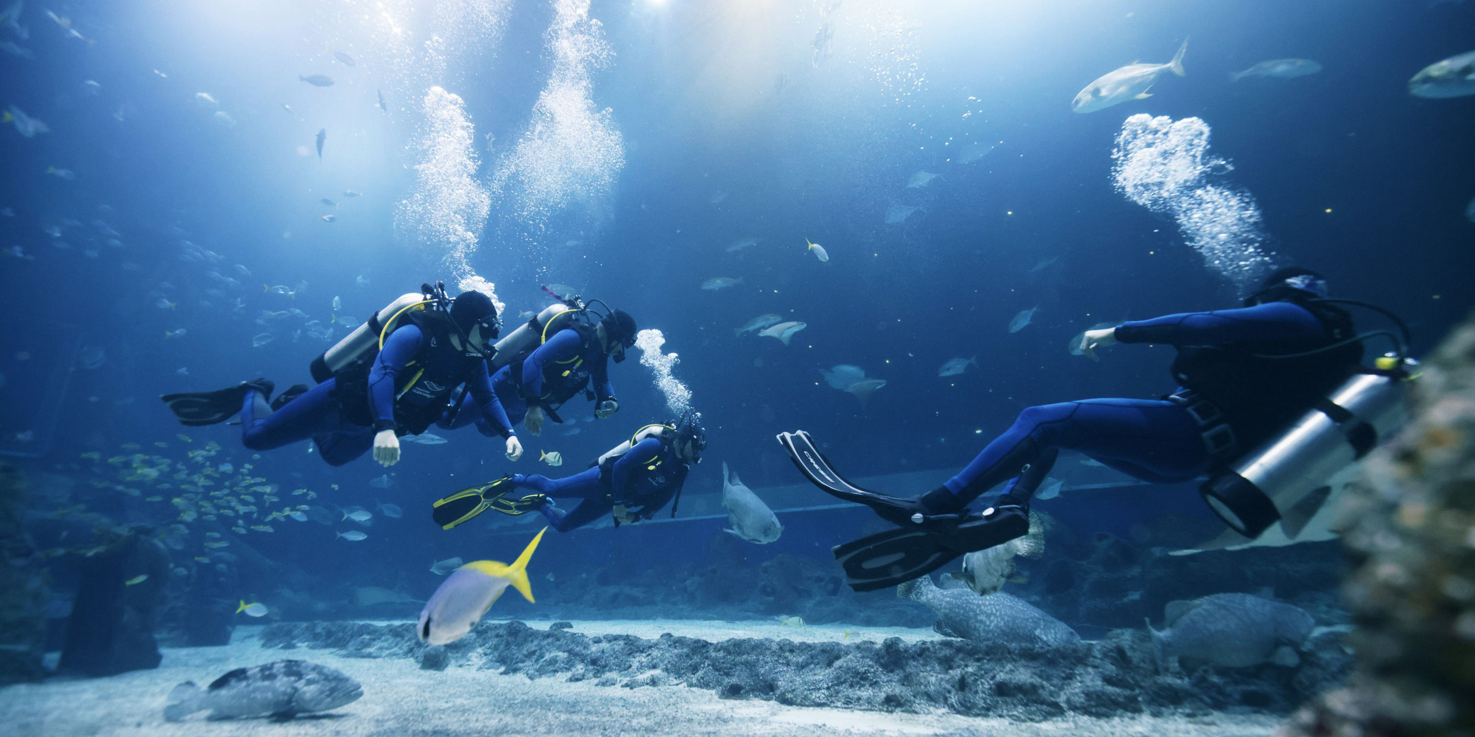 Open Ocean Dive | Singapore Oceanarium