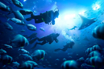 PADI Open Water Diver Course | Singapore Oceanarium