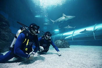 Open Ocean Dive | Singapore Oceanarium