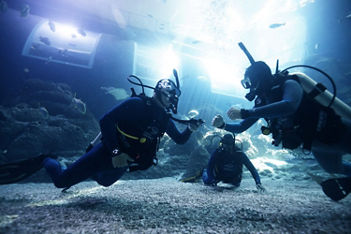 Open Ocean Dive | Singapore Oceanarium