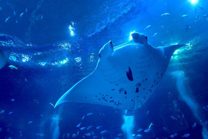 Welcome to Singapore Oceanarium | Singapore Oceanarium