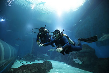Open Ocean Dive | Singapore Oceanarium