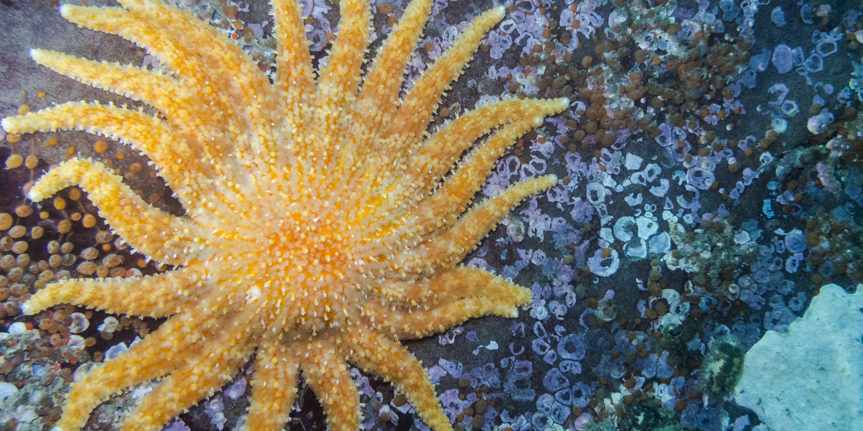 Sunflower Sea Star | Singapore Oceanarium
